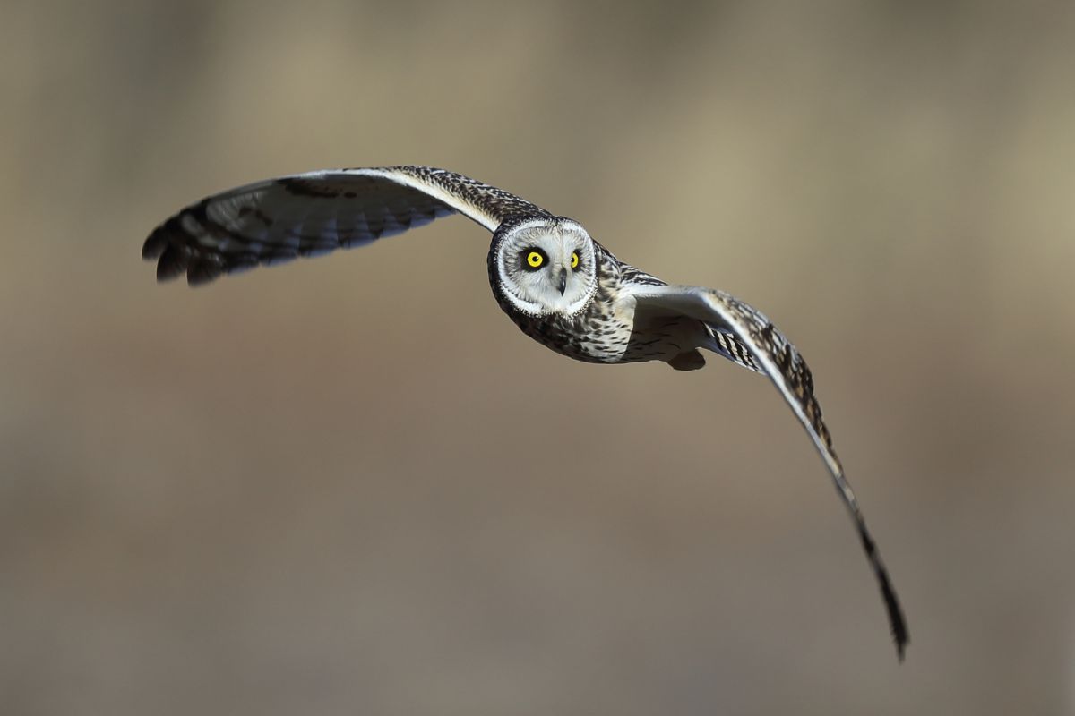 YELLOW EYES | GANREF