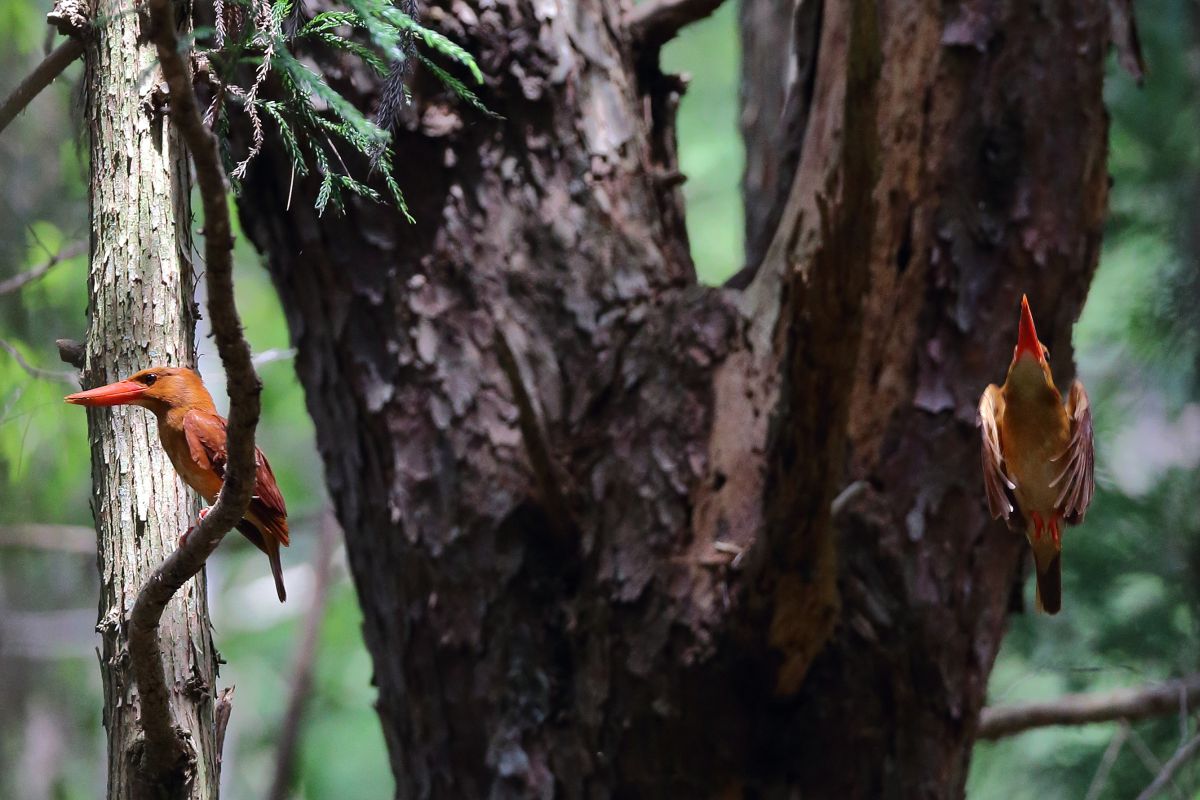 後を通りま～す | GANREF