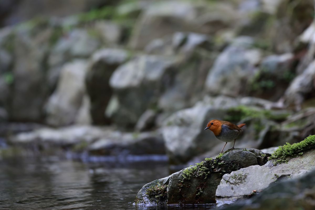 清流にて | GANREF