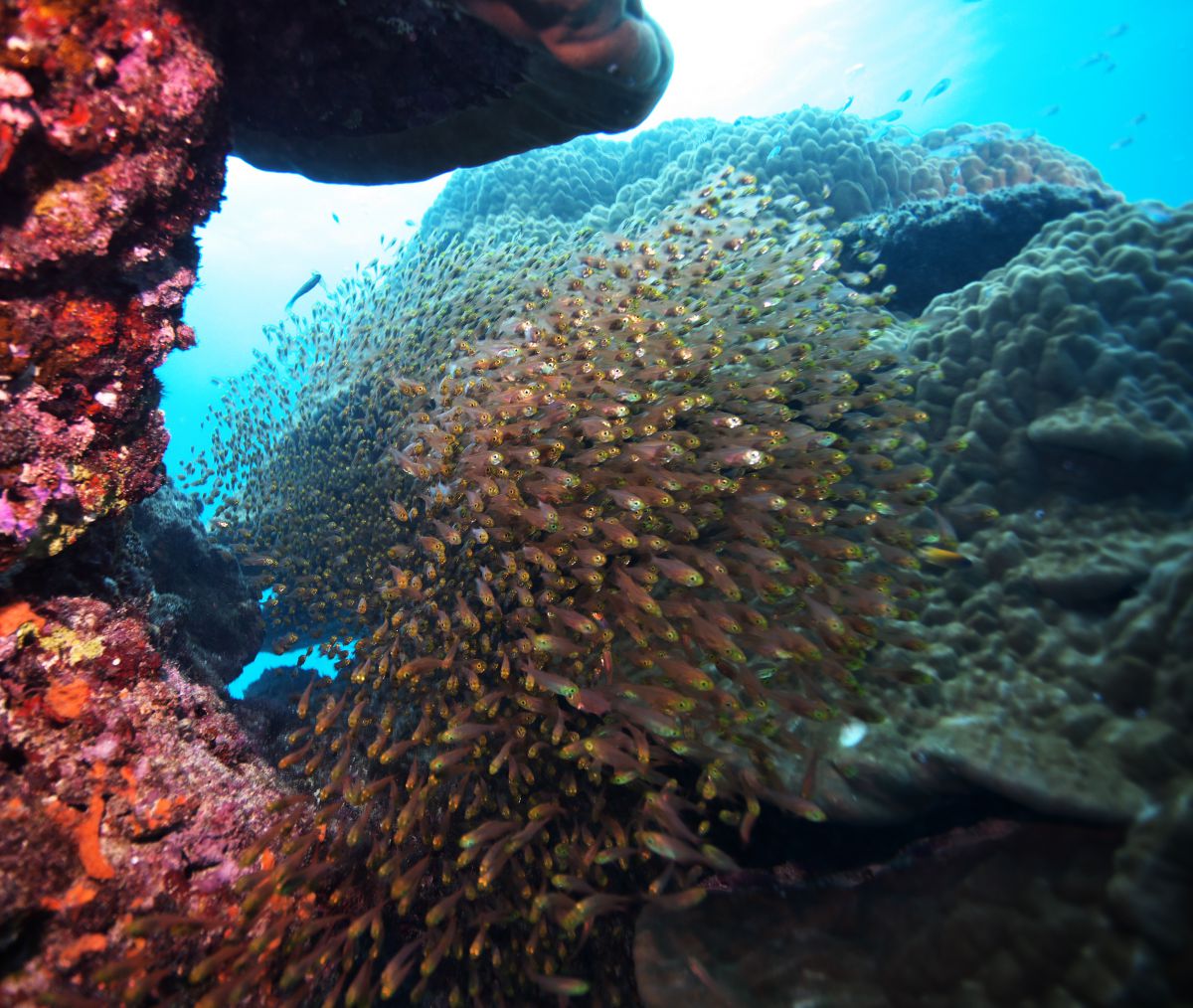 Concentration | GANREF