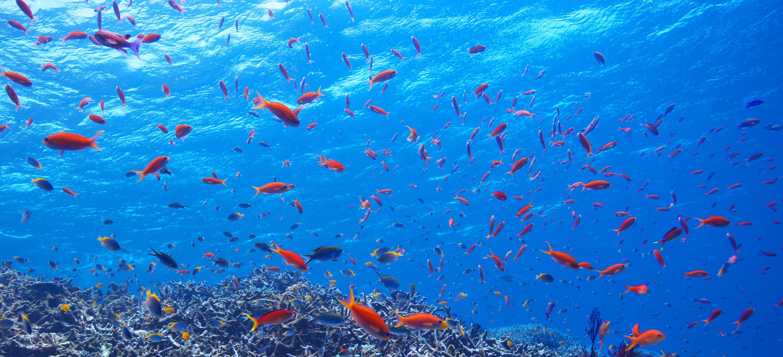 A school of fish | GANREF