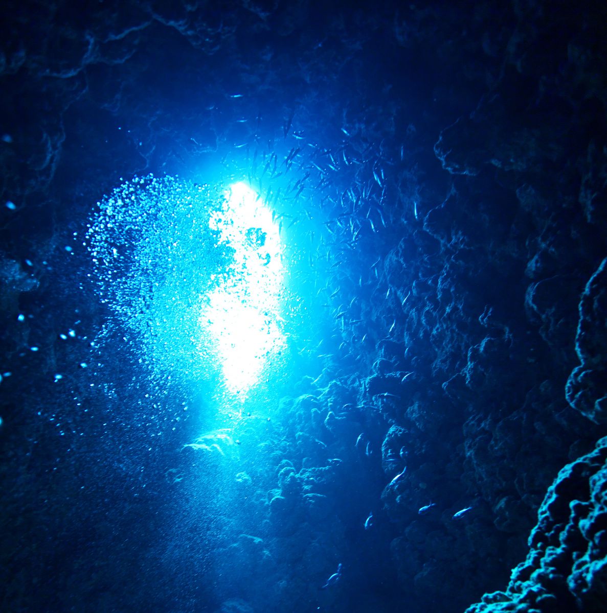 Light・Bubble・Fish | GANREF