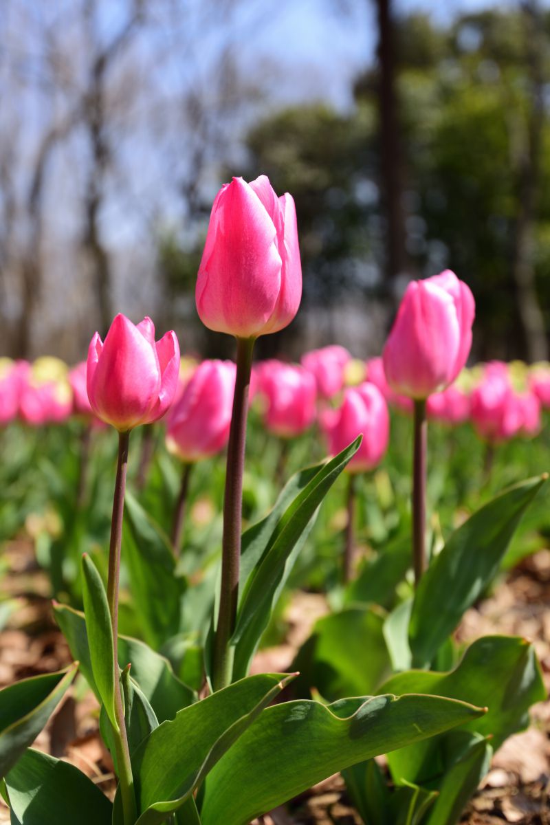 一足先の春_5 | GANREF