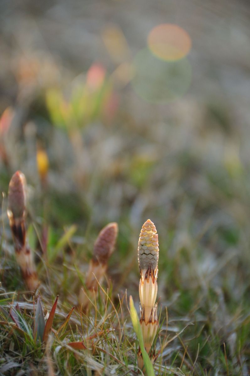 春の息吹 | GANREF