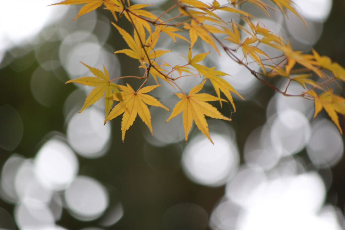 2010 最後の紅葉 | GANREF