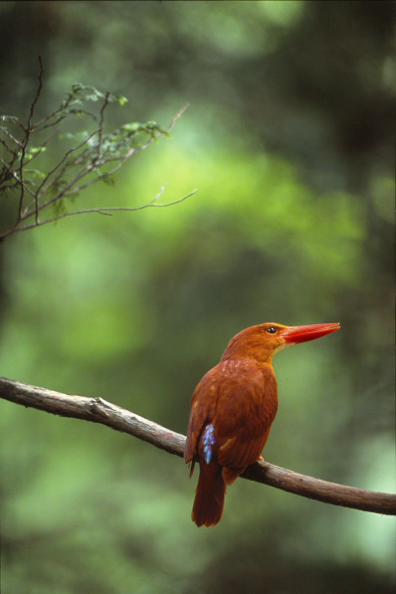 アカショウビン2010.159.JPG | GANREF