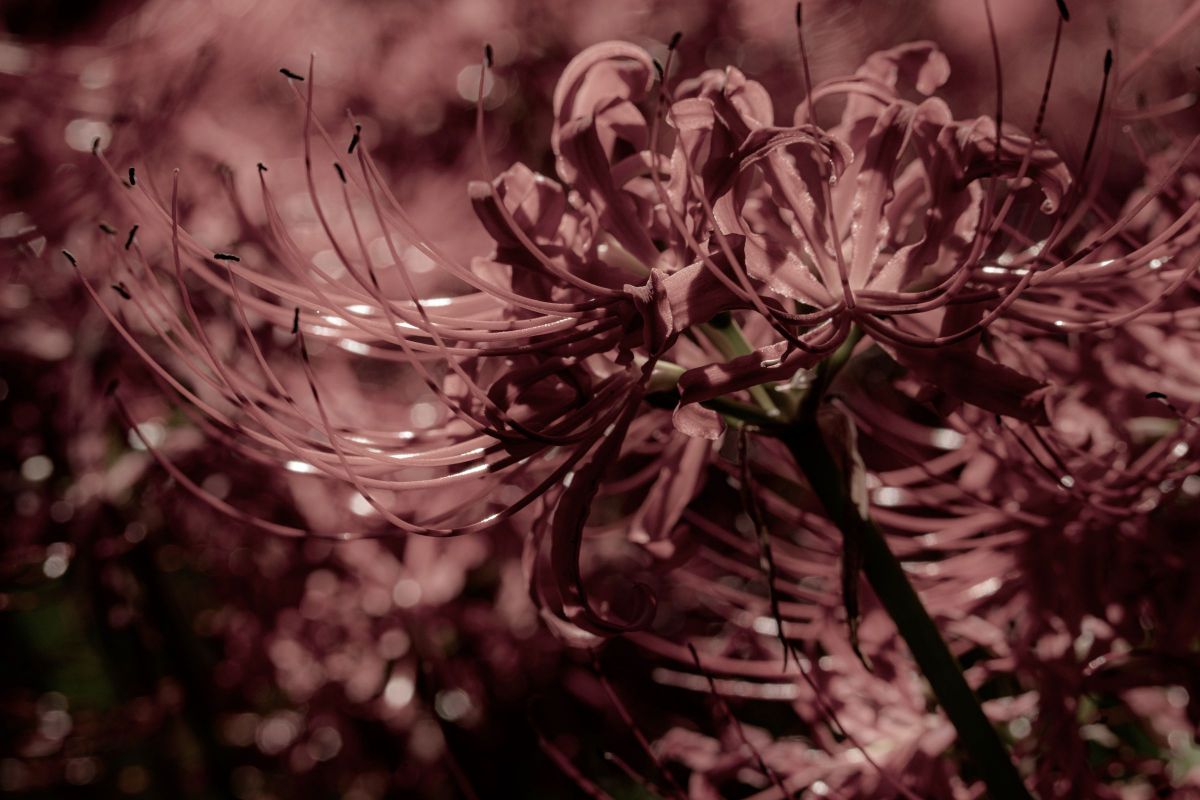 Lycoris radiata | GANREF