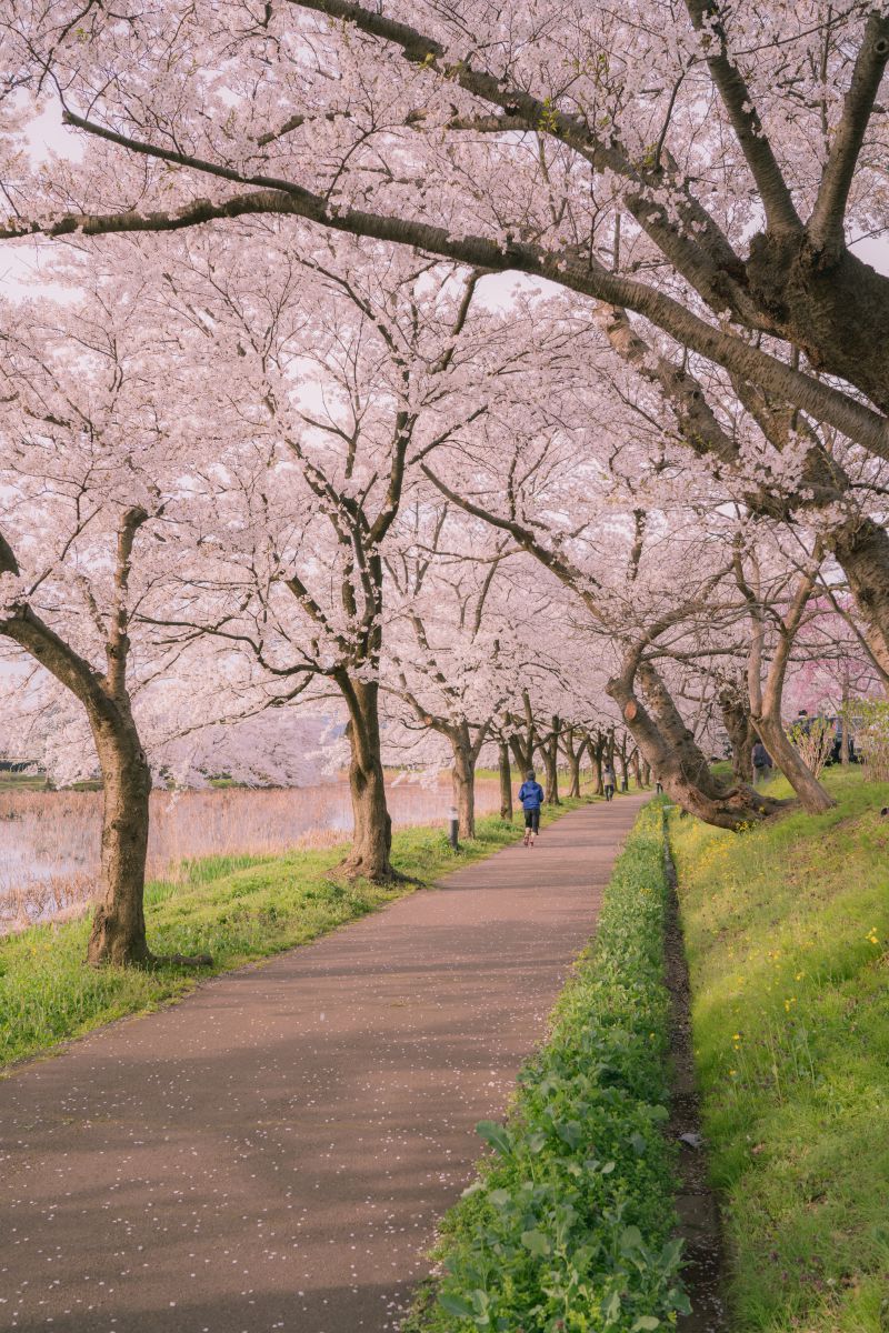 SAKURA ROAD | GANREF