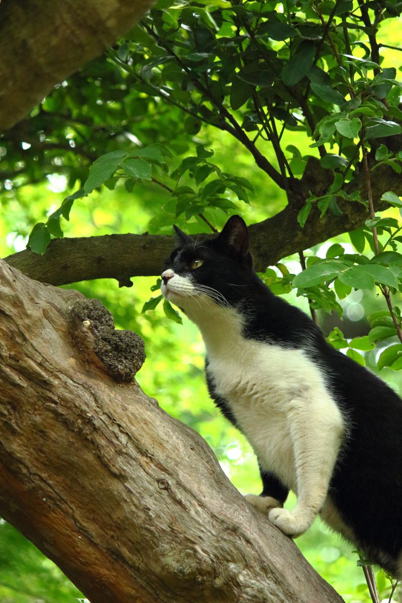 きのぼりねこ | GANREF