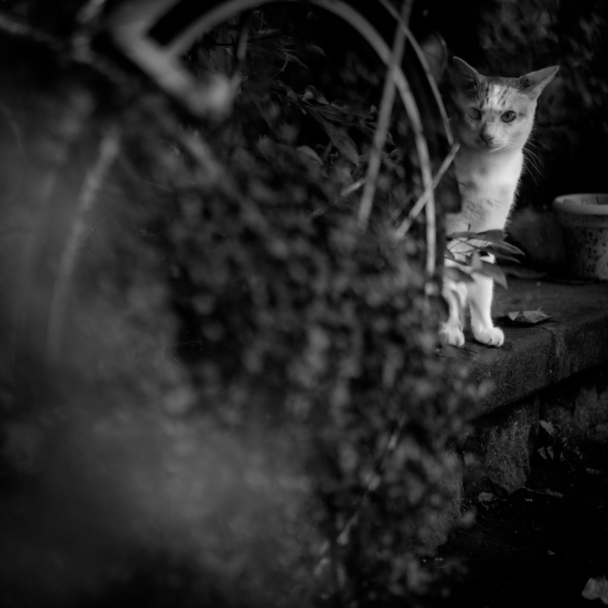 yanaka - neko. | GANREF