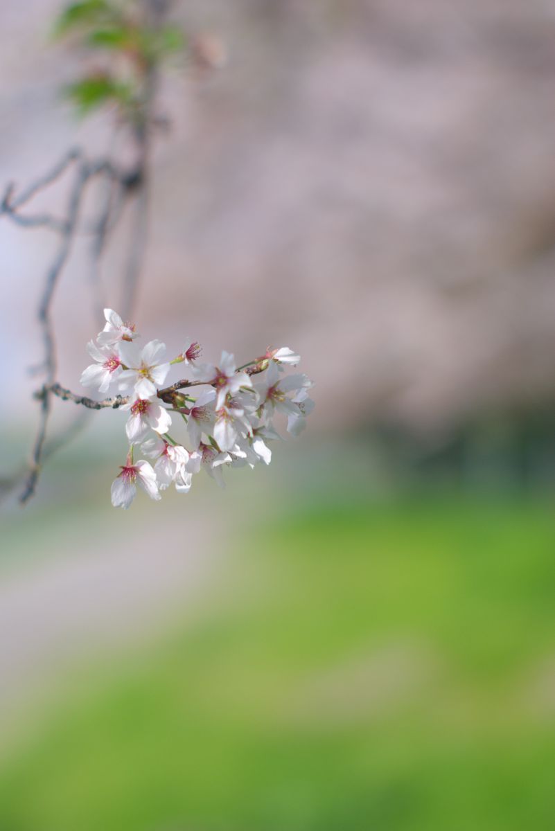 春うらら | GANREF