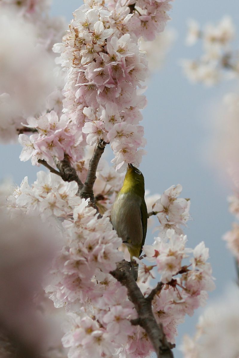 ごちそう | GANREF