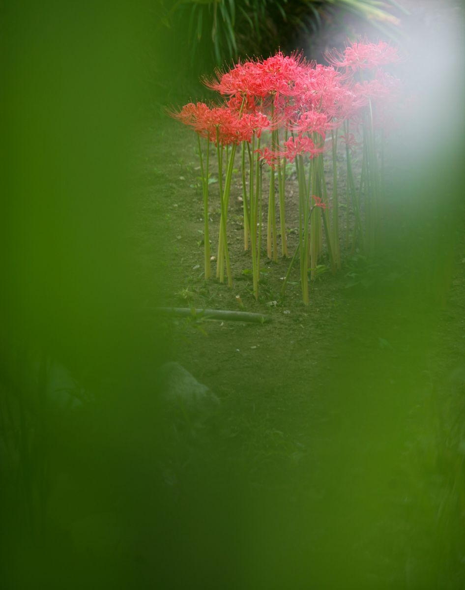 HIKANBANA-I | GANREF