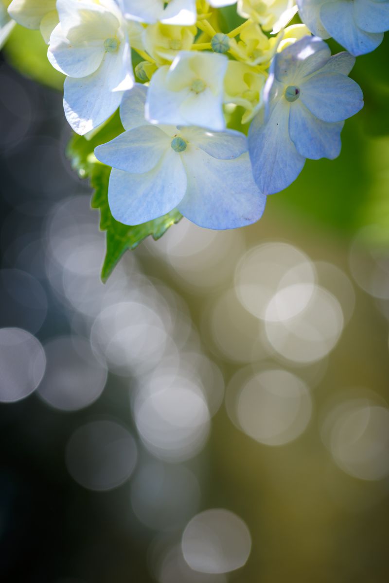 in my dream | GANREF