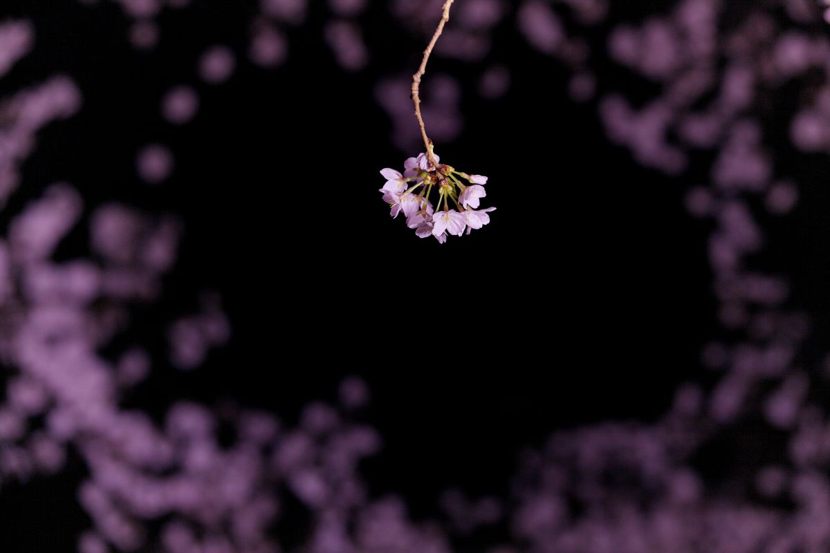 Love is blind | GANREF