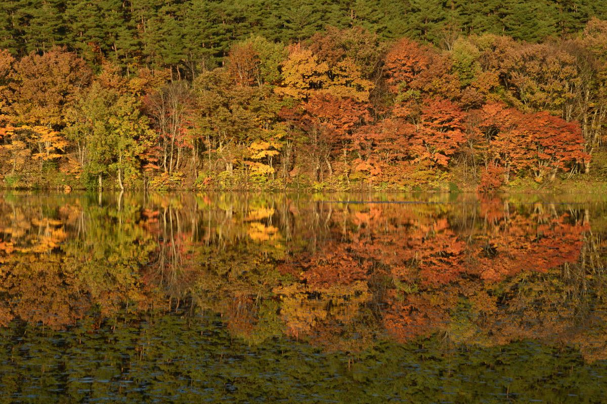 紅葉を映す | GANREF