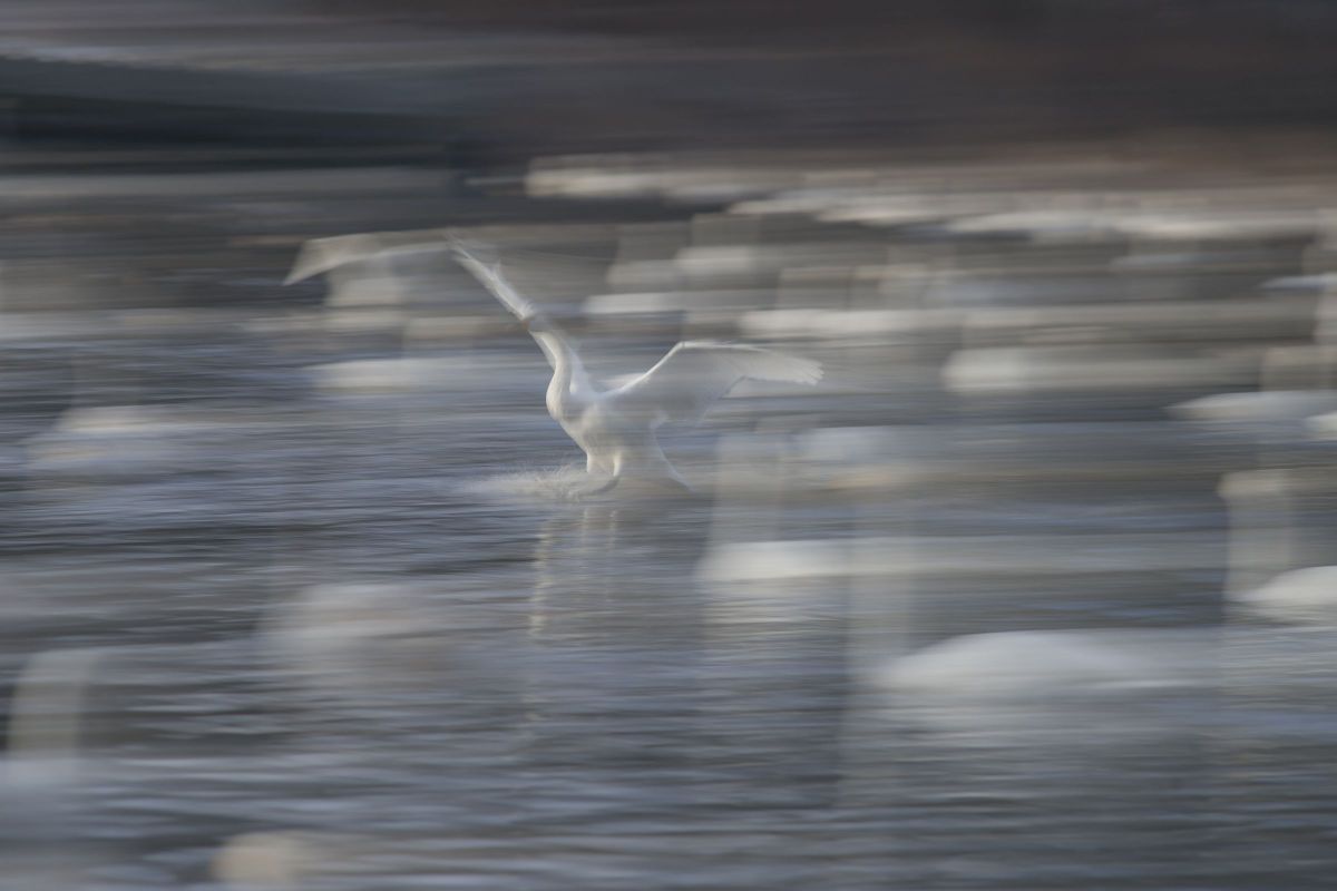 Impressive Fright #012 | GANREF