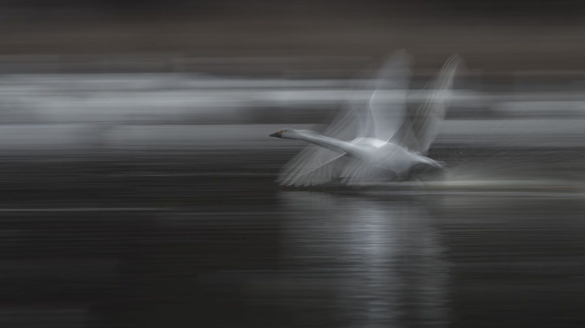 Impressive Fright #019 | GANREF