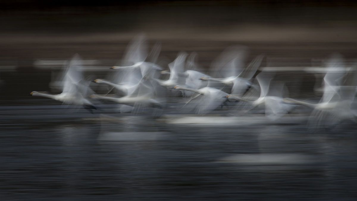 Impressive Fright #018 | GANREF