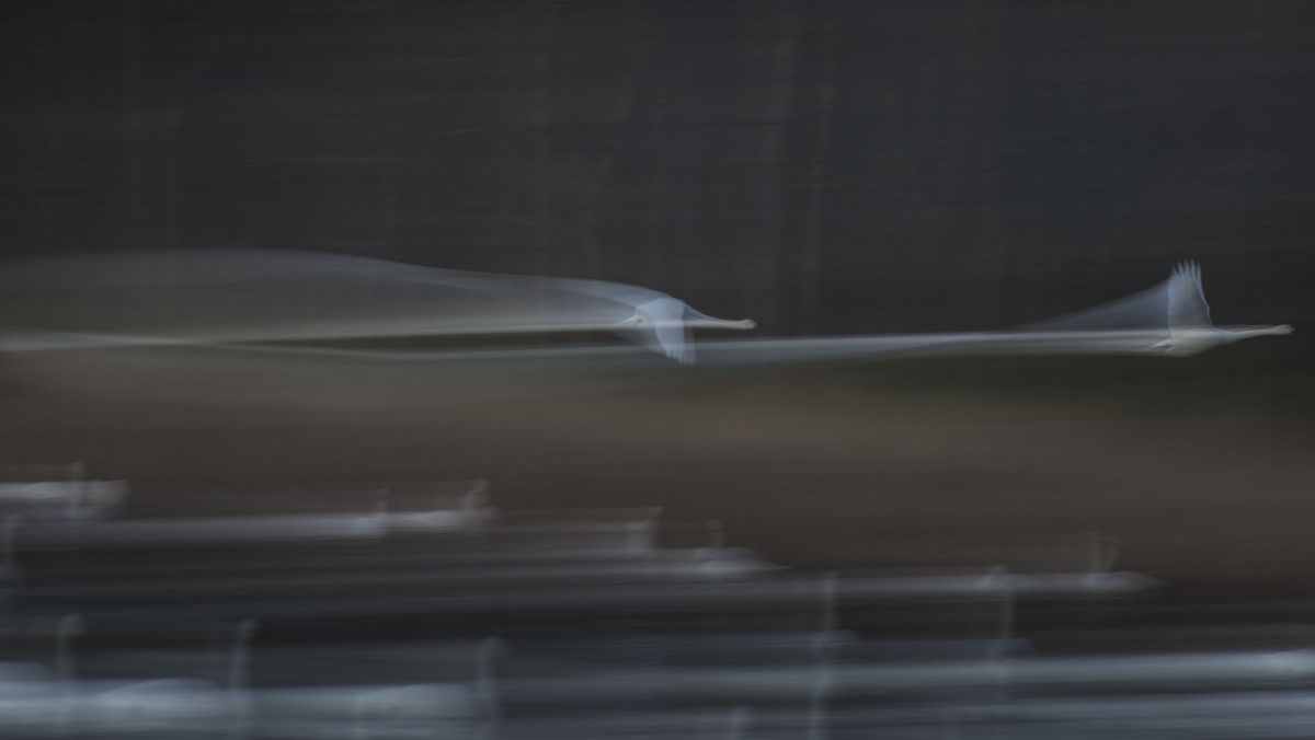 Impressive Fright #006 | GANREF