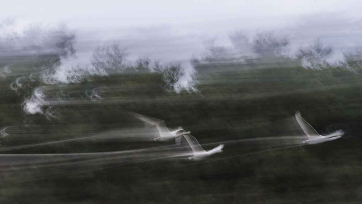 Impressive Fright #015 | GANREF