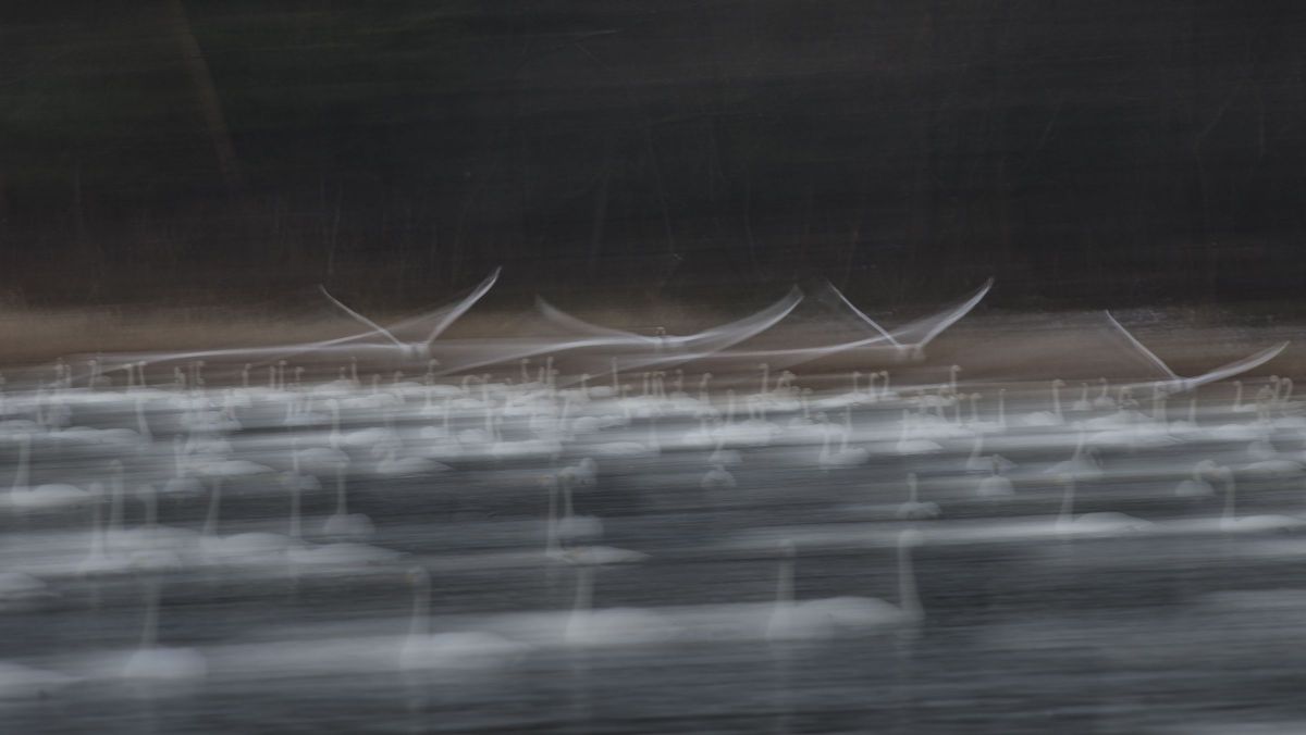 Impressive Fright #016 | GANREF