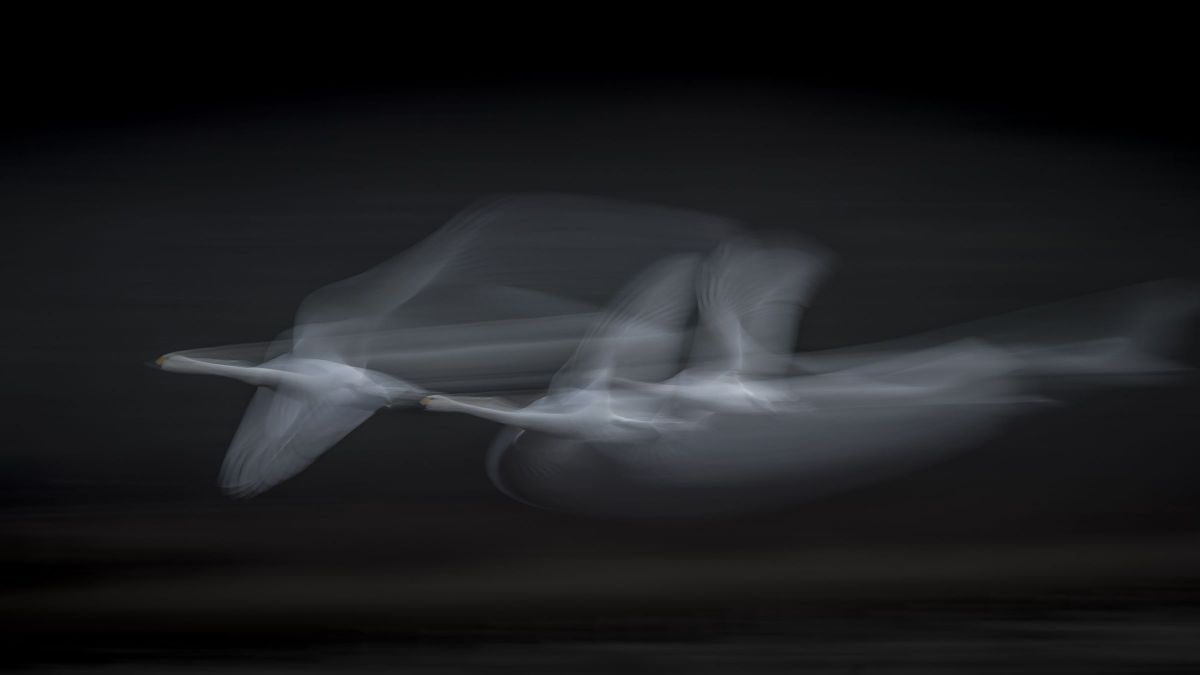 Impressive Fright #021 | GANREF