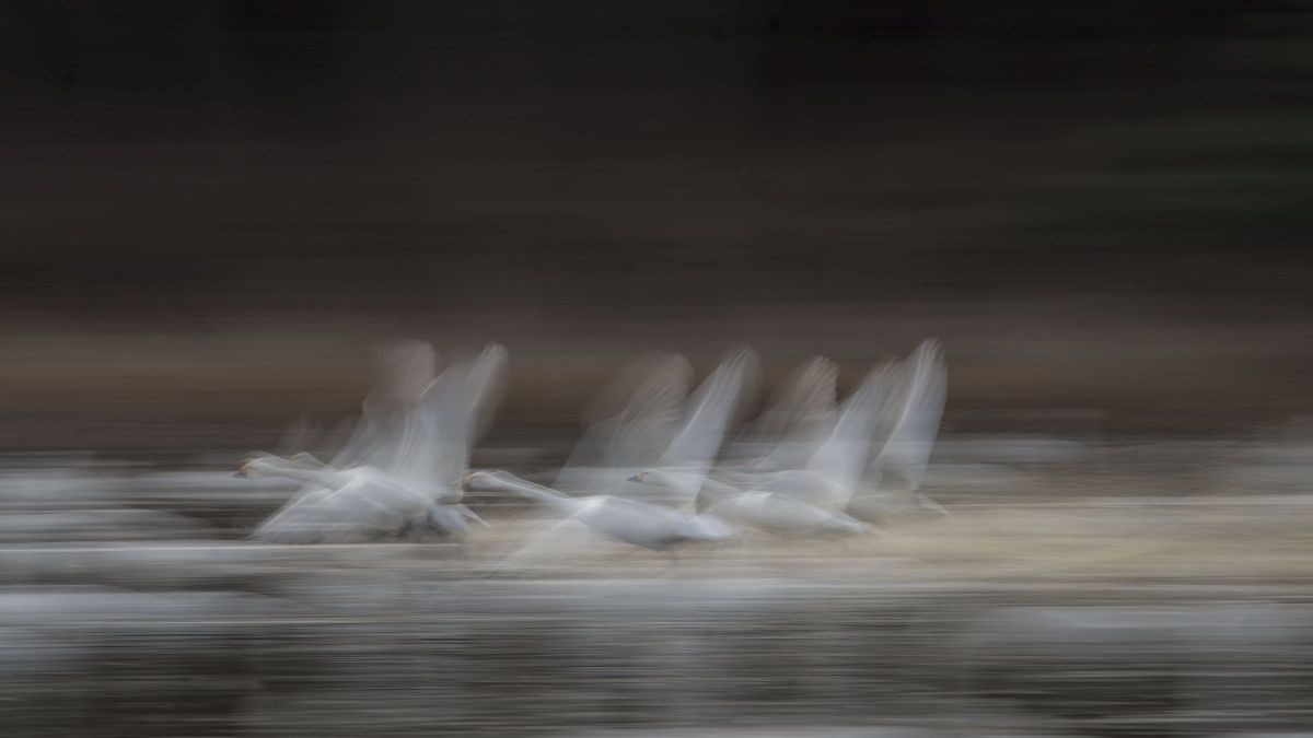 Impressive Fright #022 | GANREF