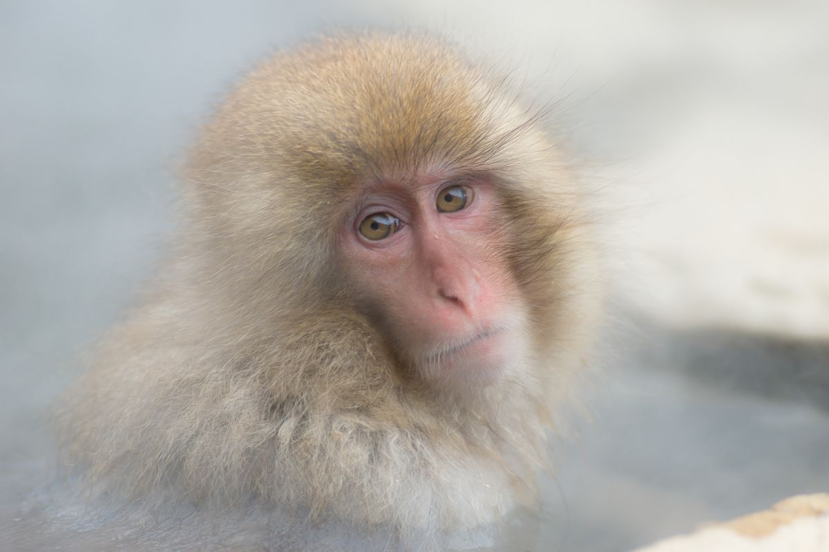 Snow Monkey | GANREF