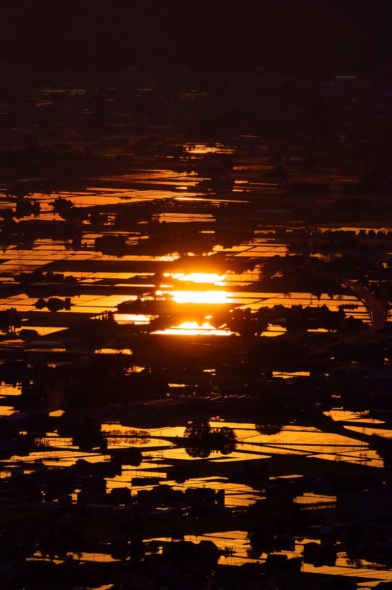 生命の素 | GANREF