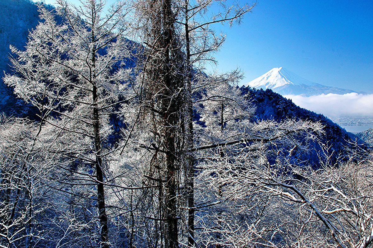 光るSnow tree | GANREF