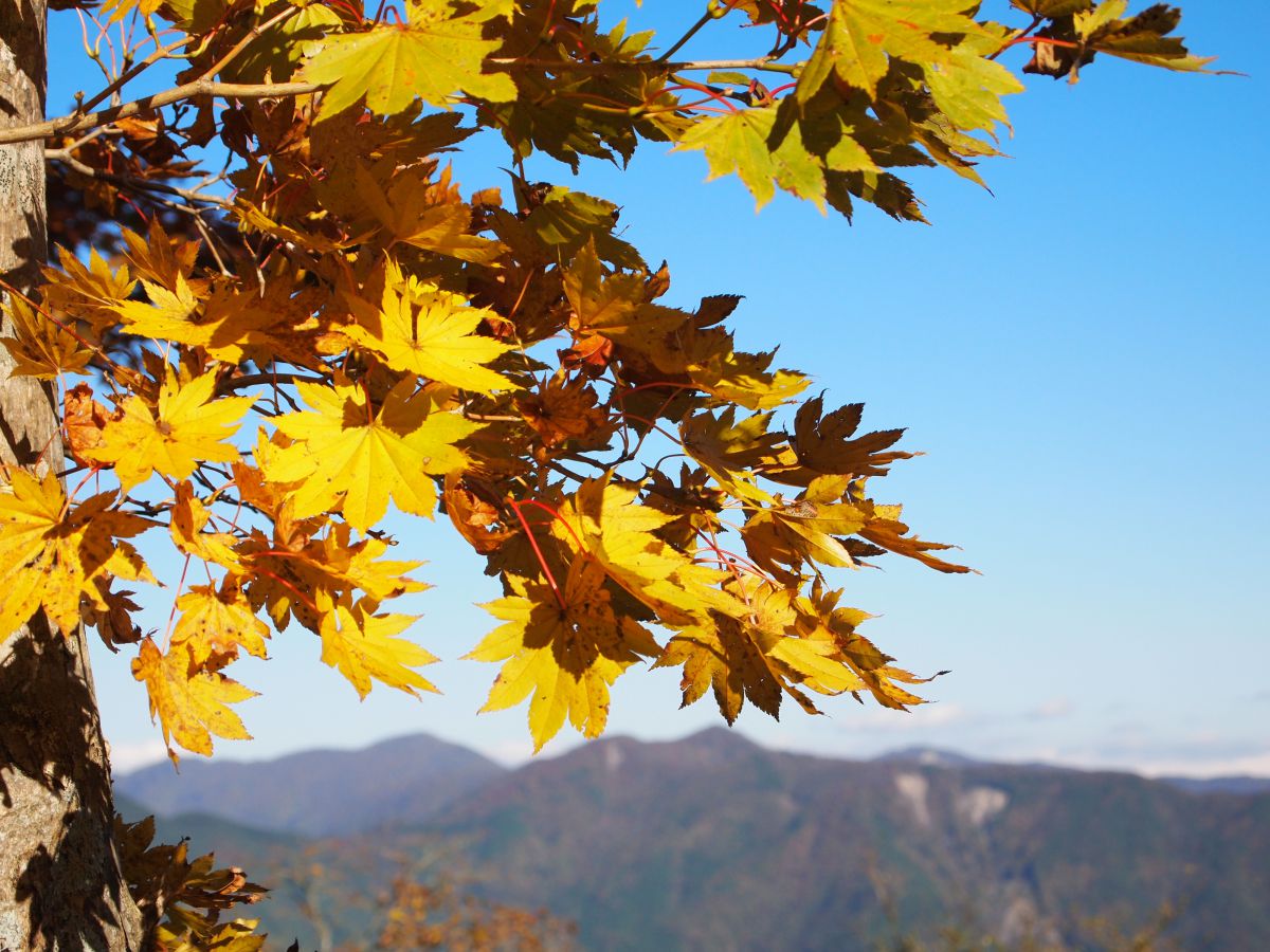 モミジと山脈 | GANREF