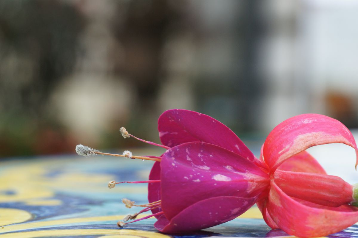 On the table. | GANREF