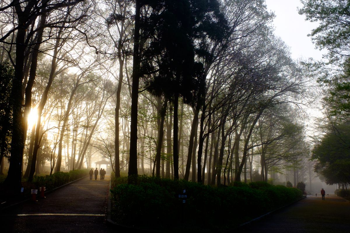 Branch Point | GANREF