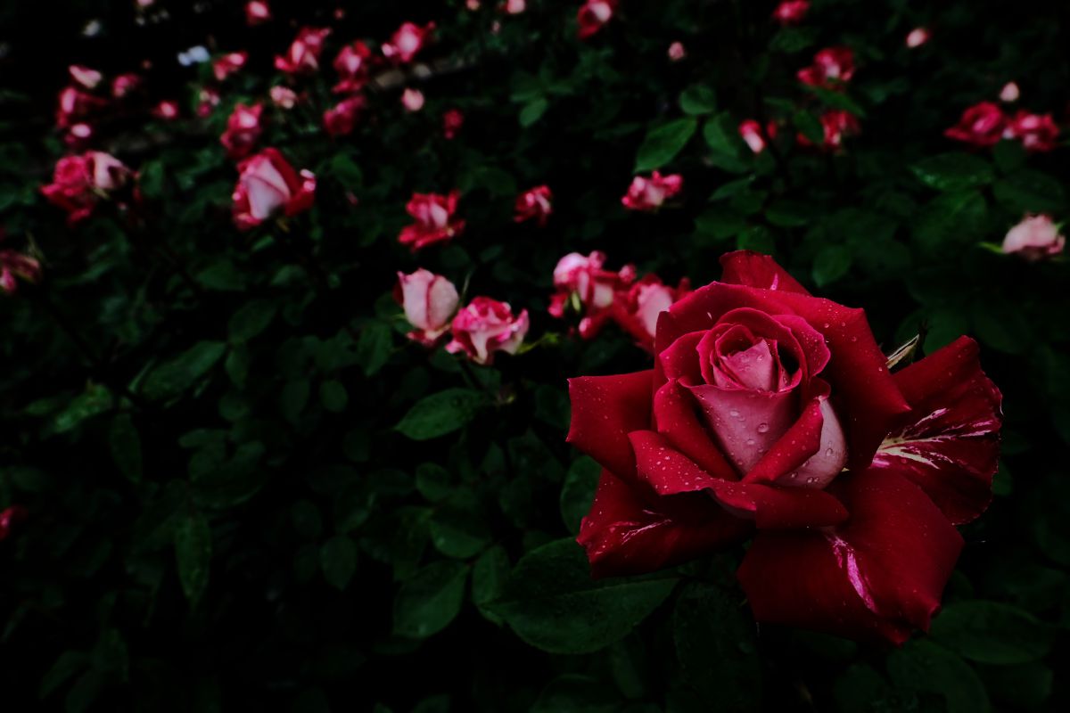 Roses with Drops 3 | GANREF