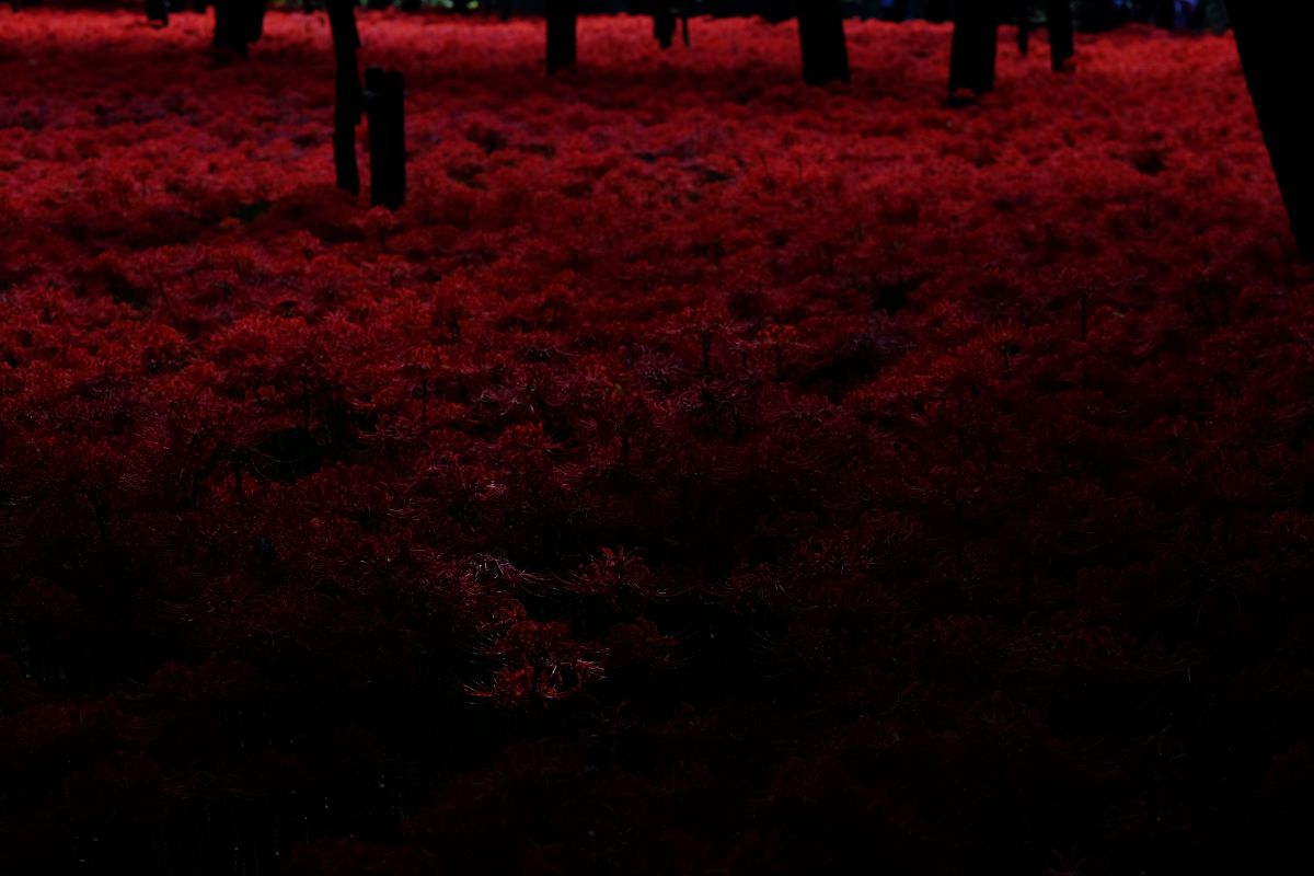 Crimson Ground | GANREF