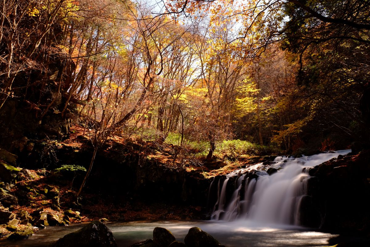 Autumn Fall | GANREF