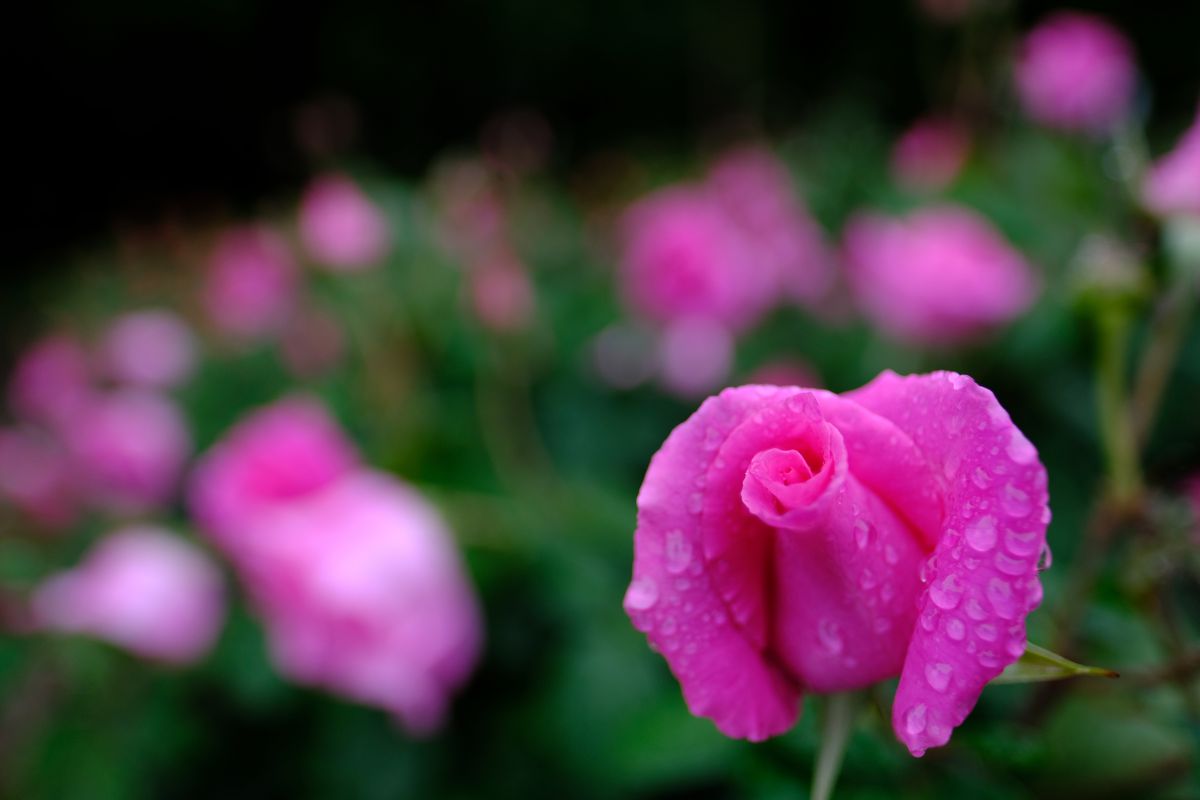 Roses with Drops 2 | GANREF