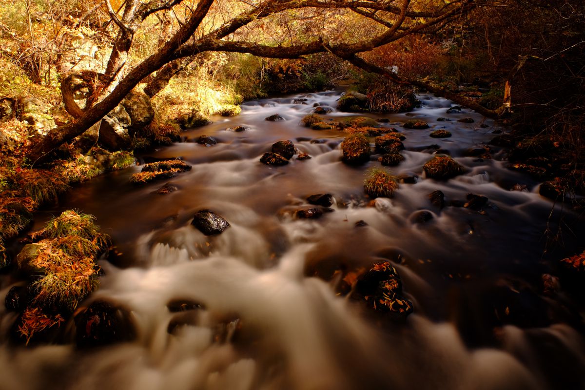 Autumn Stream | GANREF