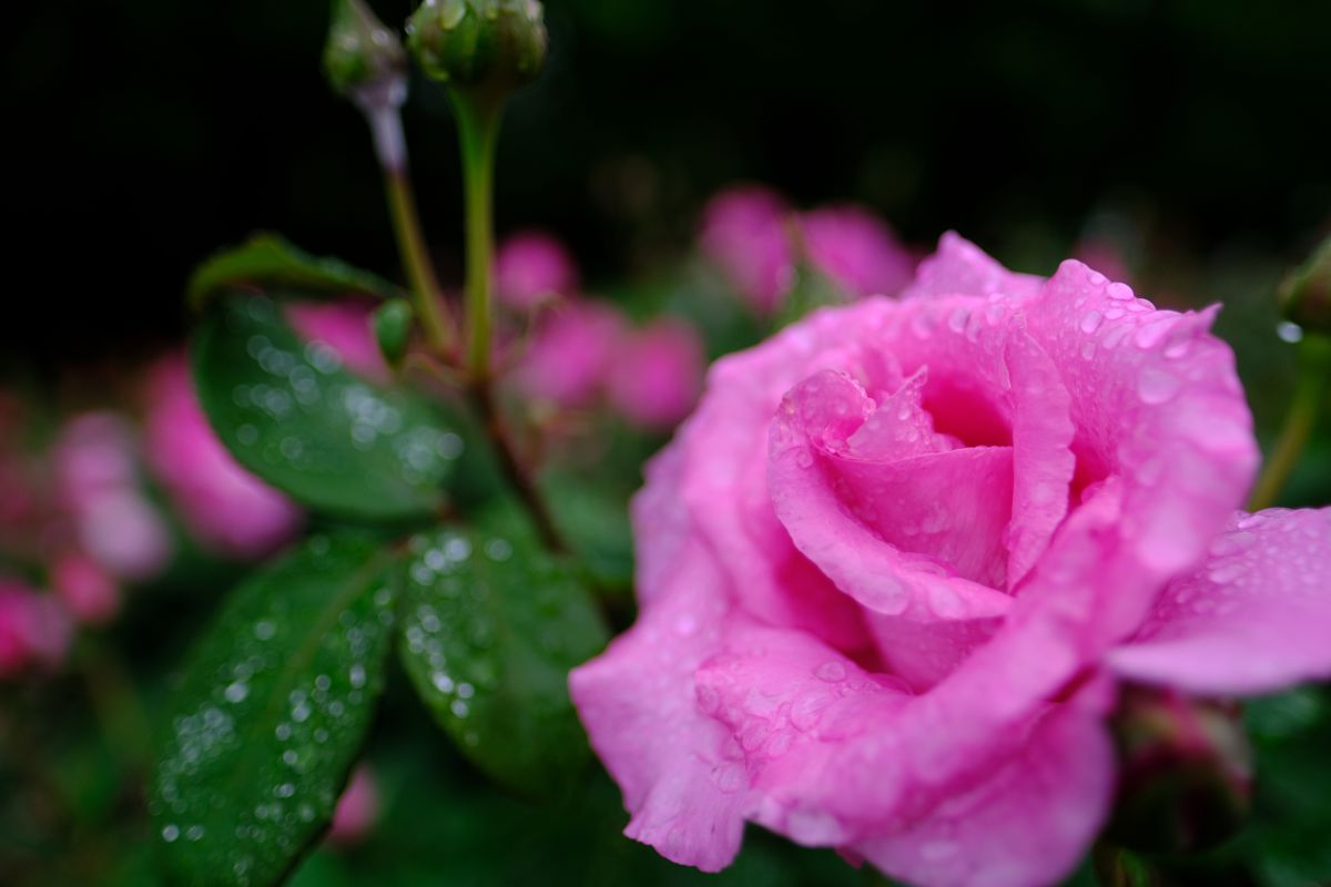 Roses with Drops 1 | GANREF