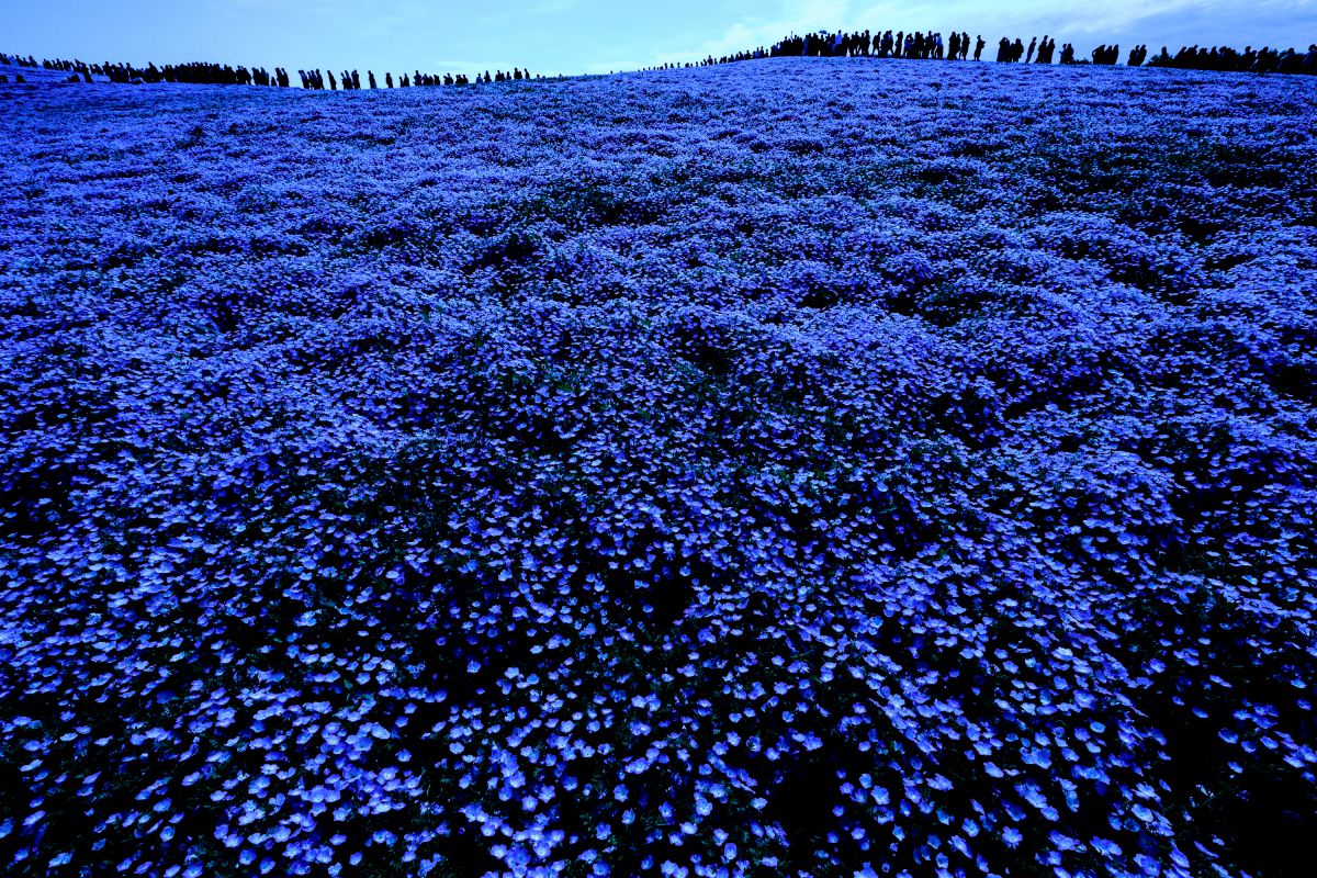 Crowd in Blue | GANREF