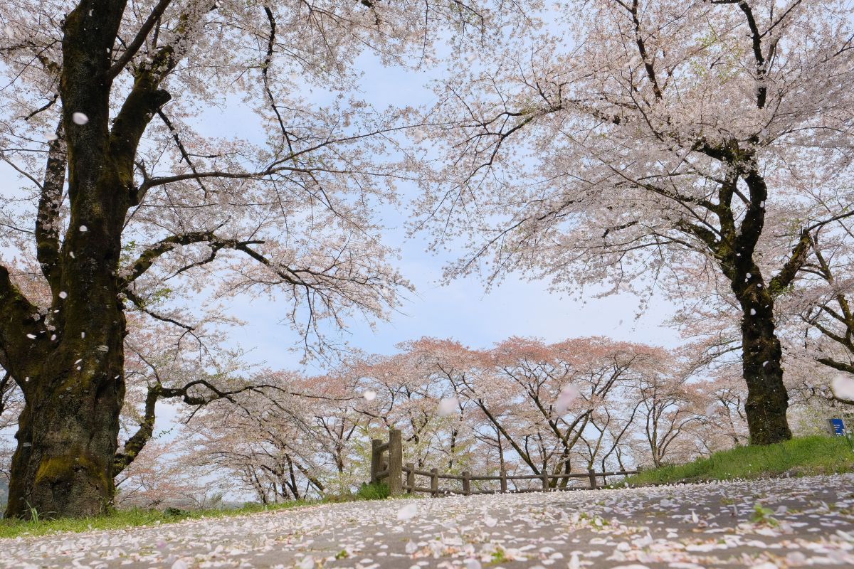 For the last scene | GANREF