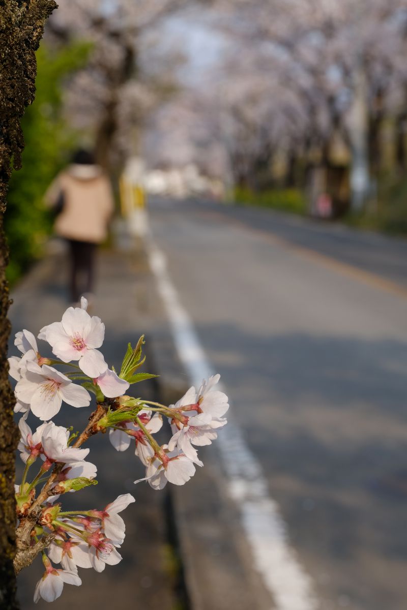 Morning Light | GANREF
