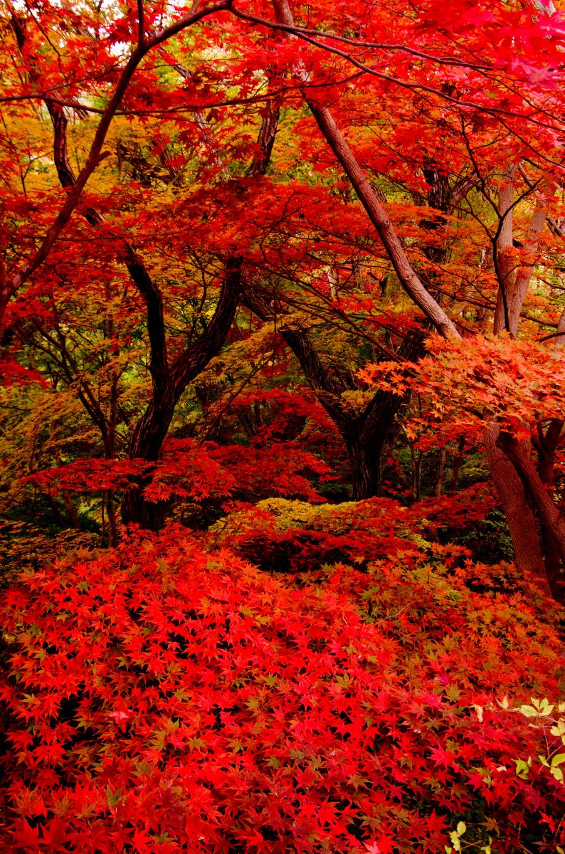 紅葉’12 | GANREF