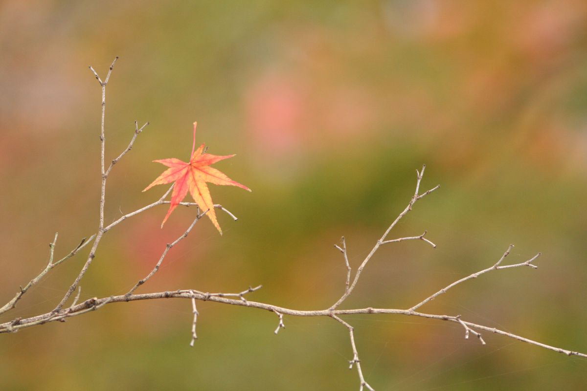 秋の落し物 | GANREF
