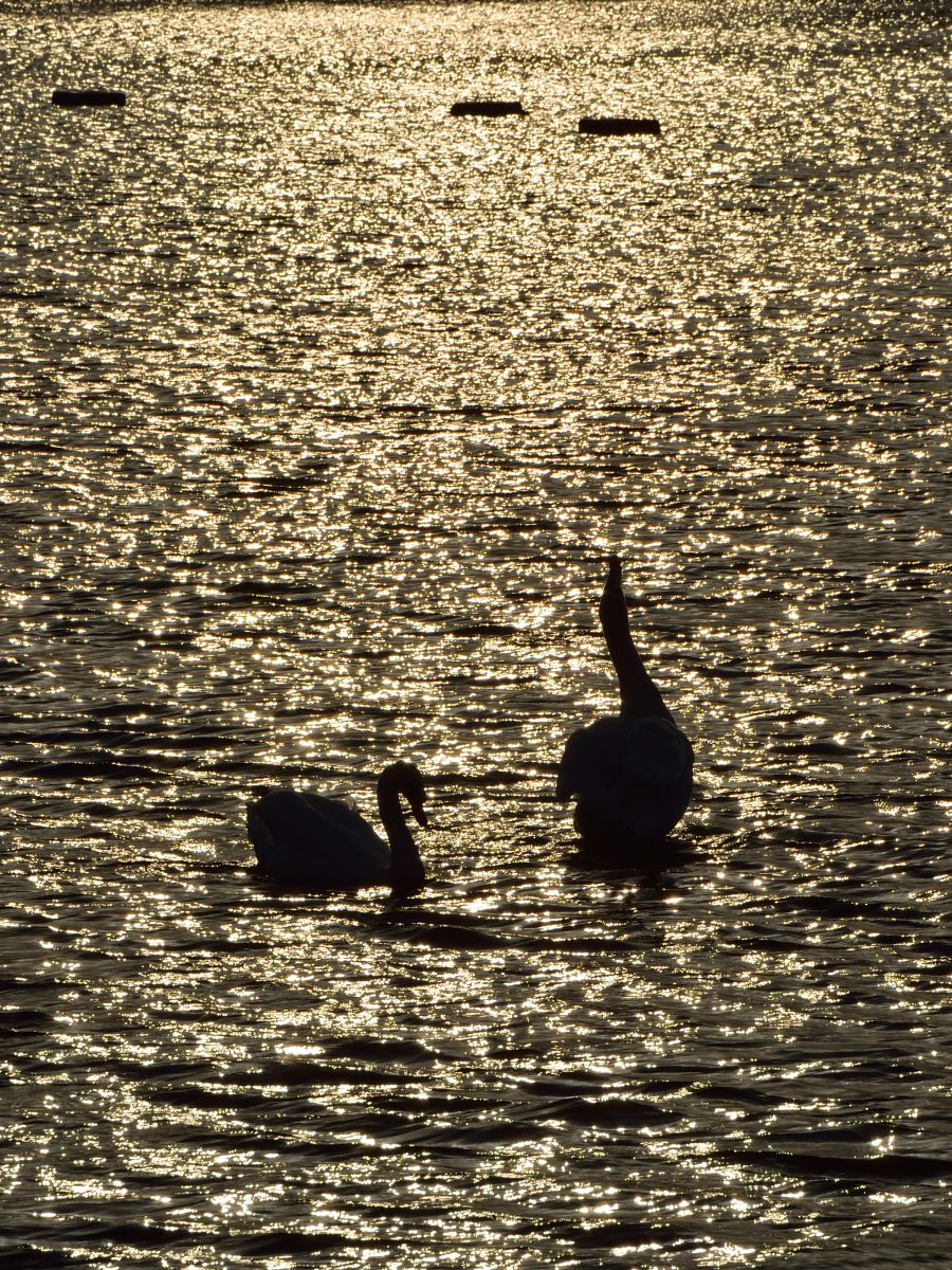 寄り添う001 | GANREF