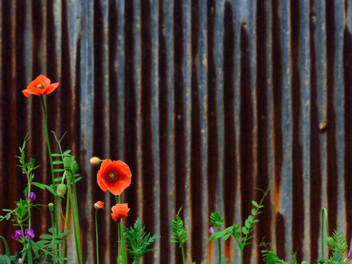 Poppy & Rusty | GANREF