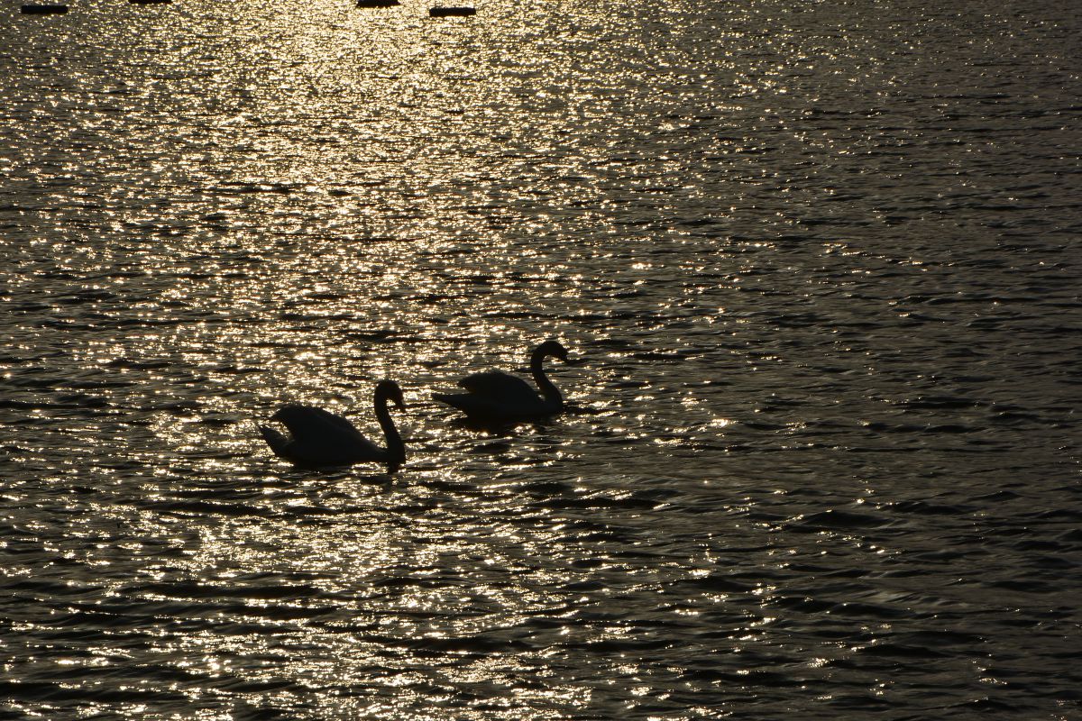 寄り添う002 | GANREF