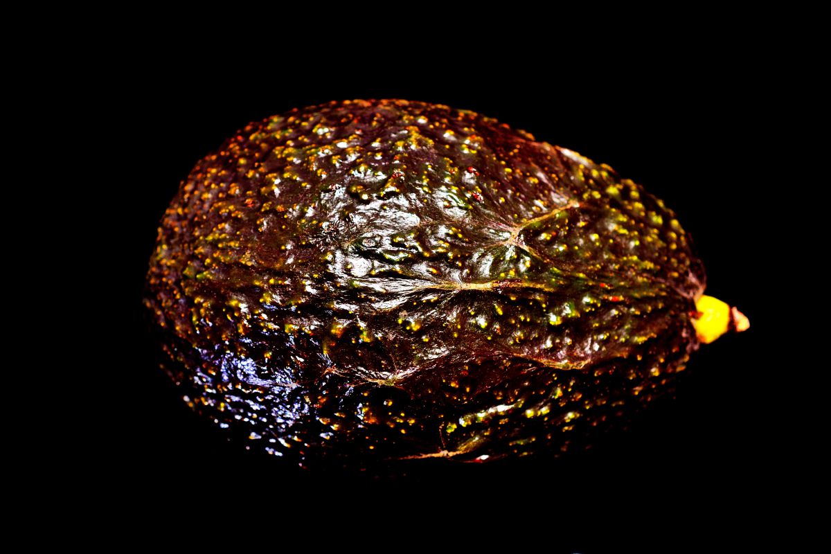 Egg of Dinosaur | GANREF