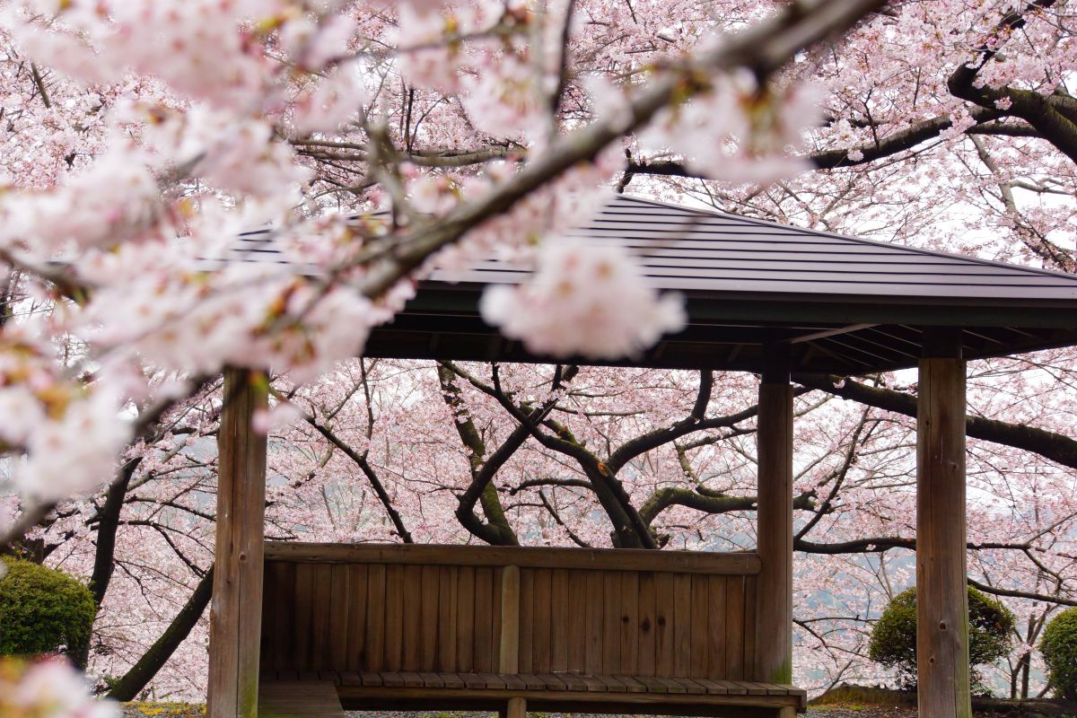 桜息吹き | GANREF